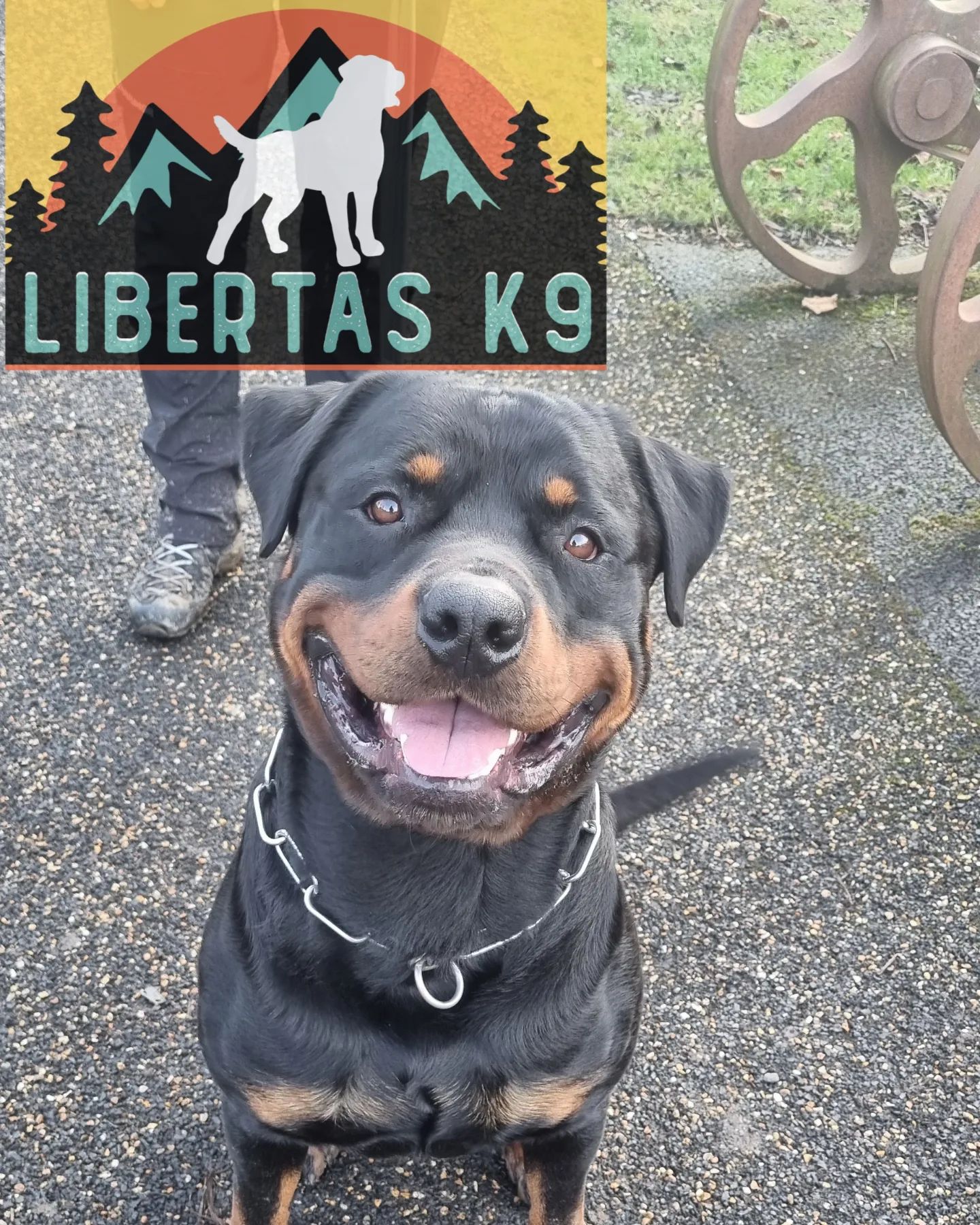 The Pinnacle Package – Libertas K9
