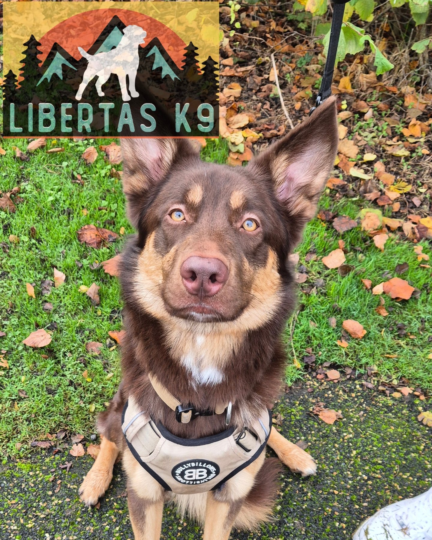 Libertas K9 – Mobile North East Dog Trainer